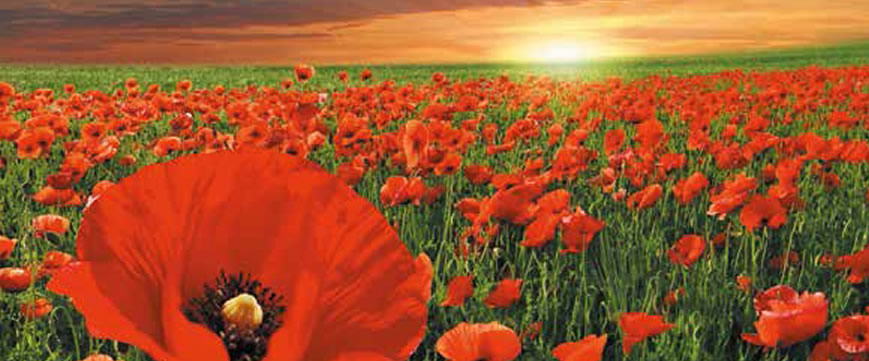 "In Flanders Field the Poppies blow" Battle of the Somme 1916